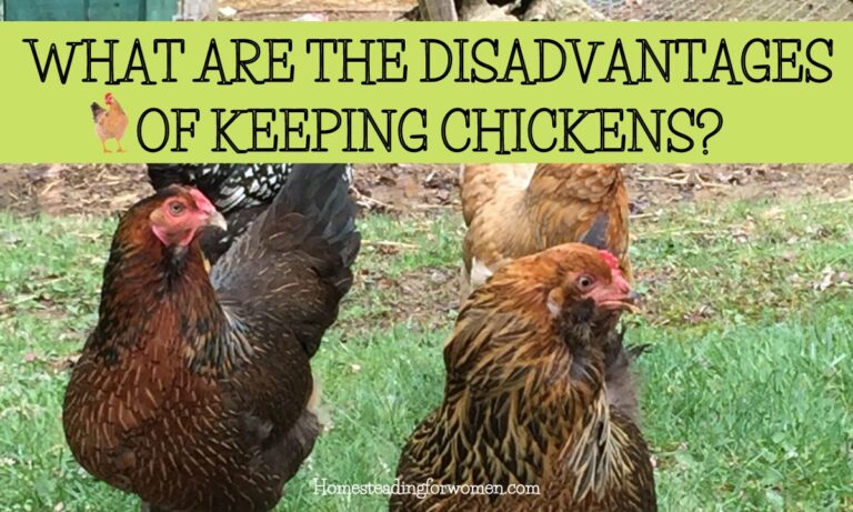 What Are The Disadvantages Of Keeping Chickens Homesteadingfw